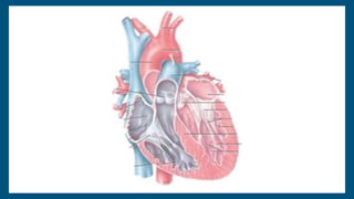 Configuración interna del corazón | PPTX