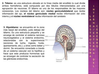 Configuración internaexterna del cerebro | PPTX