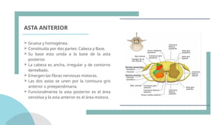 CONFIGURACIÓN INTERNA Y SISTEMATIZACIÓN DE LA MEDULA ESPINAL.pptx