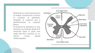 CONFIGURACIÓN INTERNA Y SISTEMATIZACIÓN DE LA MEDULA ESPINAL.pptx