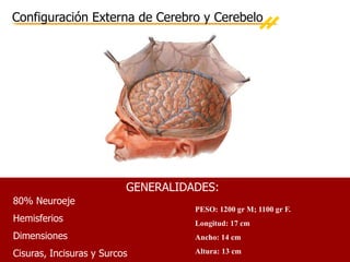 Configuración externa de Cerebro y Cerebelo | PDF
