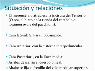 Configuracion externa del tallo cerebral | PPT