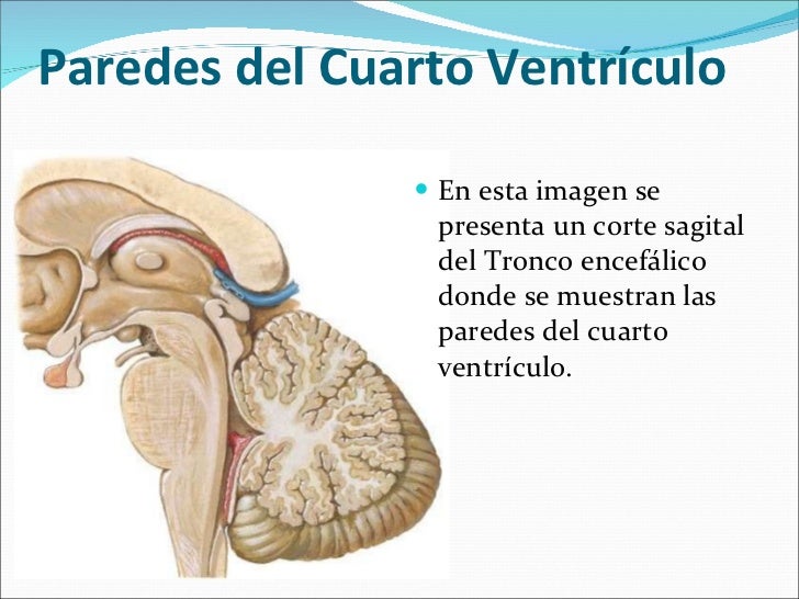 Configuracion externa del tallo cerebral