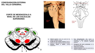 CONFIGURACION EXTERNA DEL TALLO CEREBRAL MARZO 2025.pptx