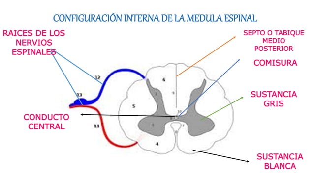 Configuracion interna de la medula