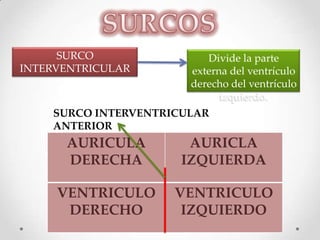 Configuracion interna del corazon | PPTX