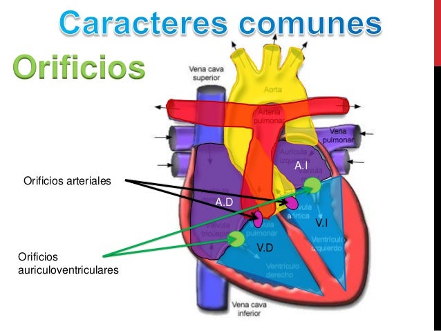 Configuracion interna del corazon