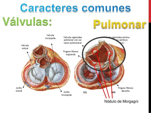 Configuracion interna del corazon
