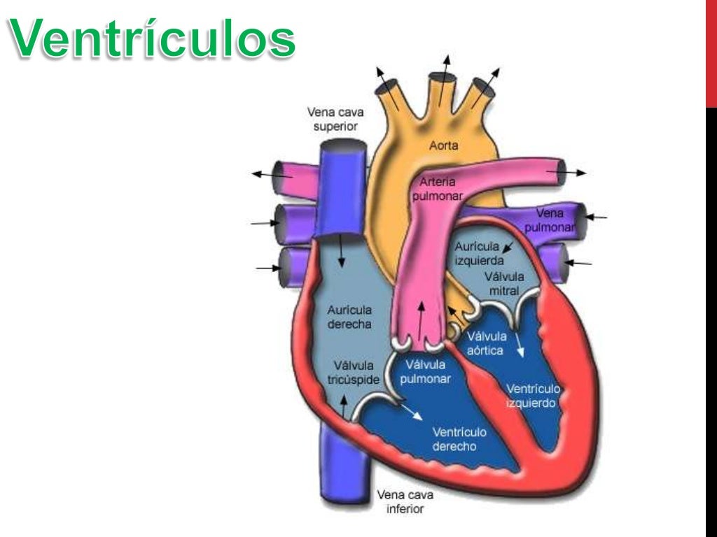 Configuracion interna del corazon