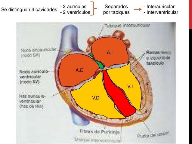 Configuracioninternadelcorazon 130816052705-phpapp02 (1)
