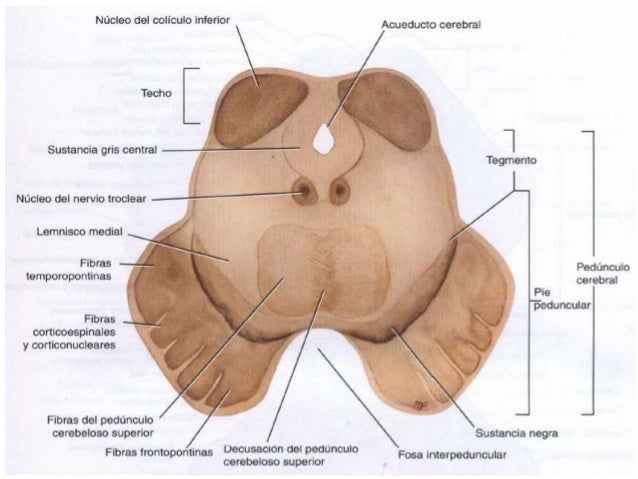 Configuración interna del mesencéfalo original