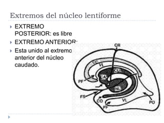 Configuracion interna de los hemisferios cerebrales | PPTX