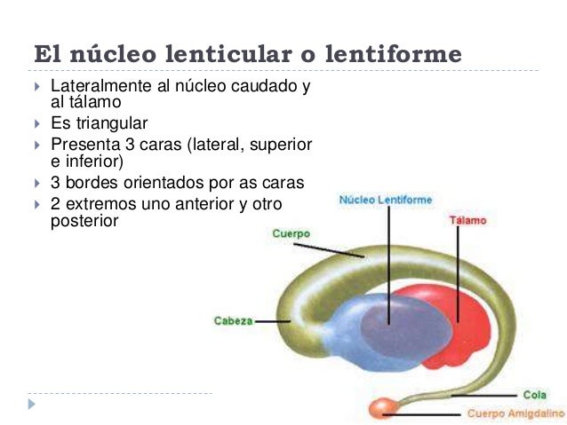 Configuracion interna de los hemisferios cerebrales