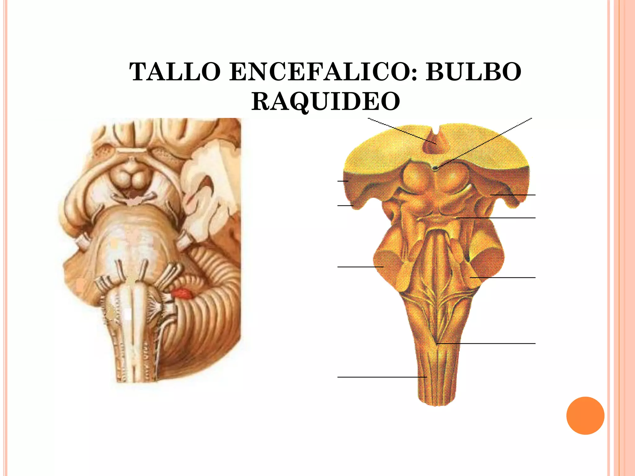 Configuracion interna de tallo cerebral | PDF
