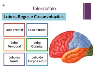 Configuração externa do telencéfalo | PPTX