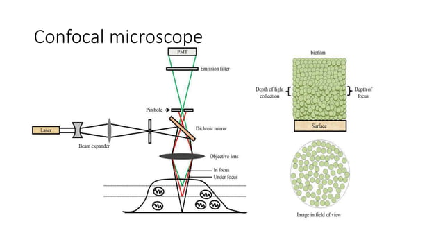 Confocal and electron microscopy.pptx