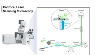 Confocal and electron microscopy.pptx
