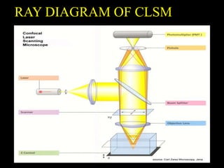 Confocal Laser Scanning Microscopy