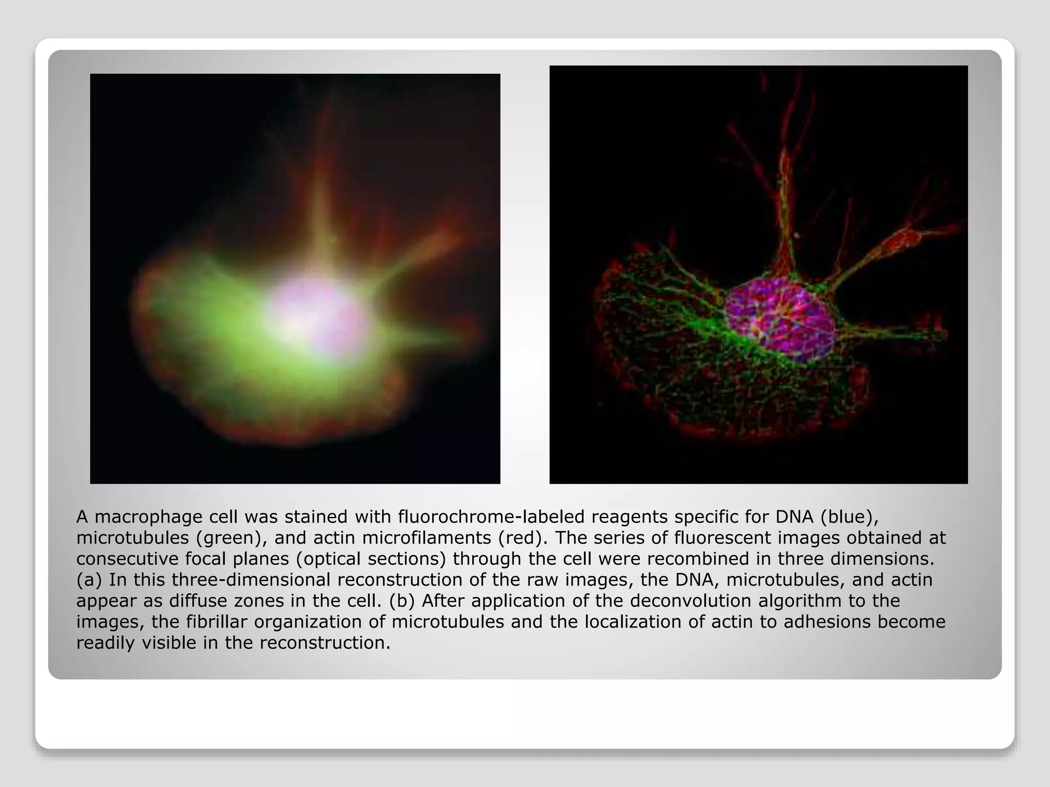 Confocal laser scanning microscopy (clsm) | PPTX