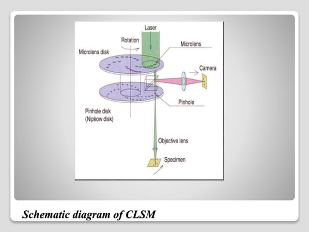 Confocal laser scanning microscopy (clsm) | PPTX