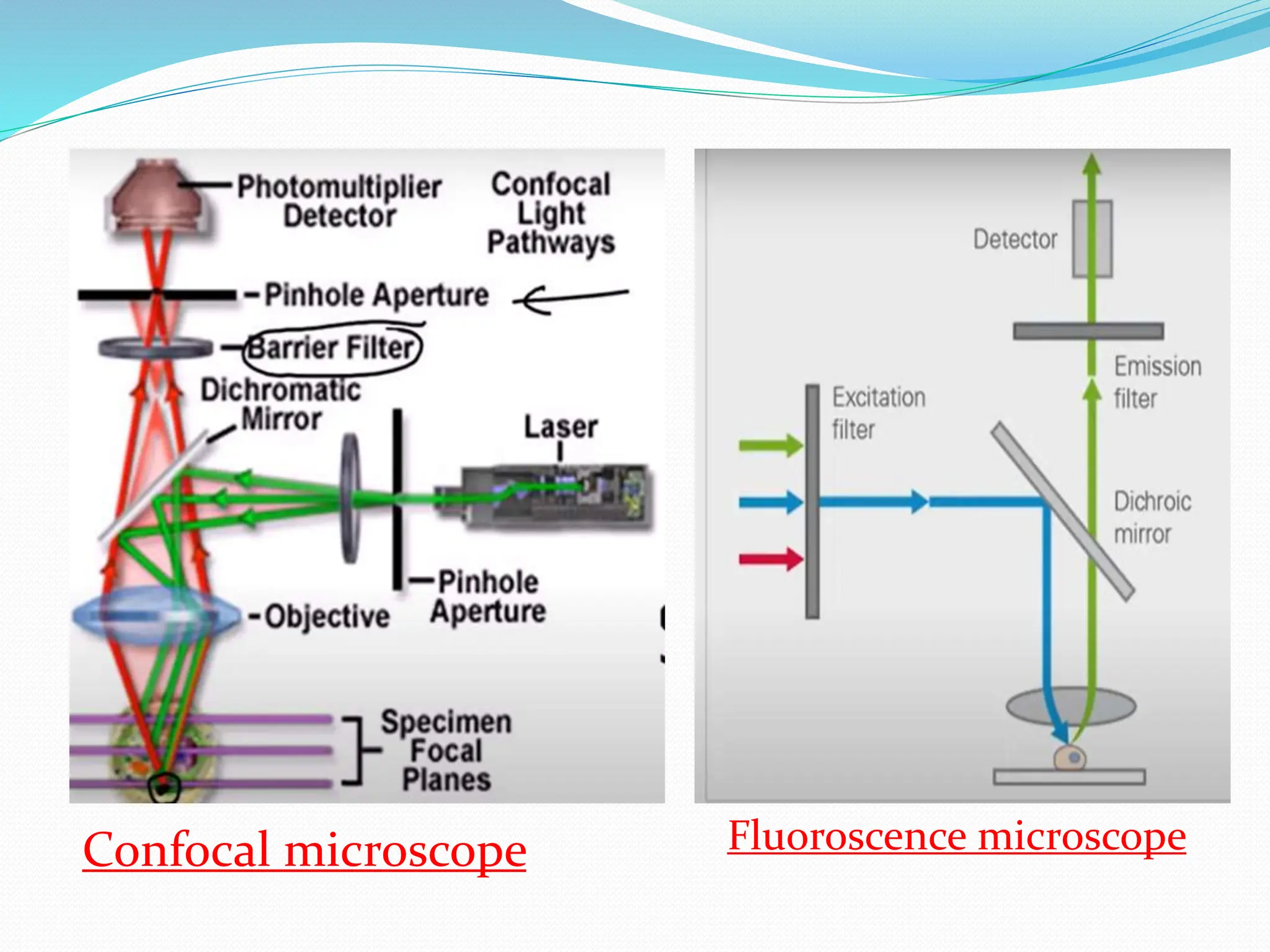 Confocal microscope ppt and their working mechanism | PPTX
