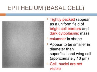 Confocal microscope presentation | PPT