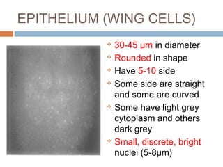 Confocal microscope presentation | PPT