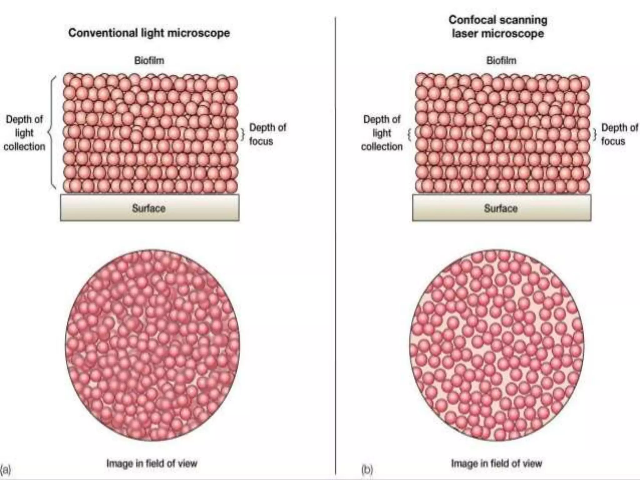 Confocal microscope presentation pt | PPTX