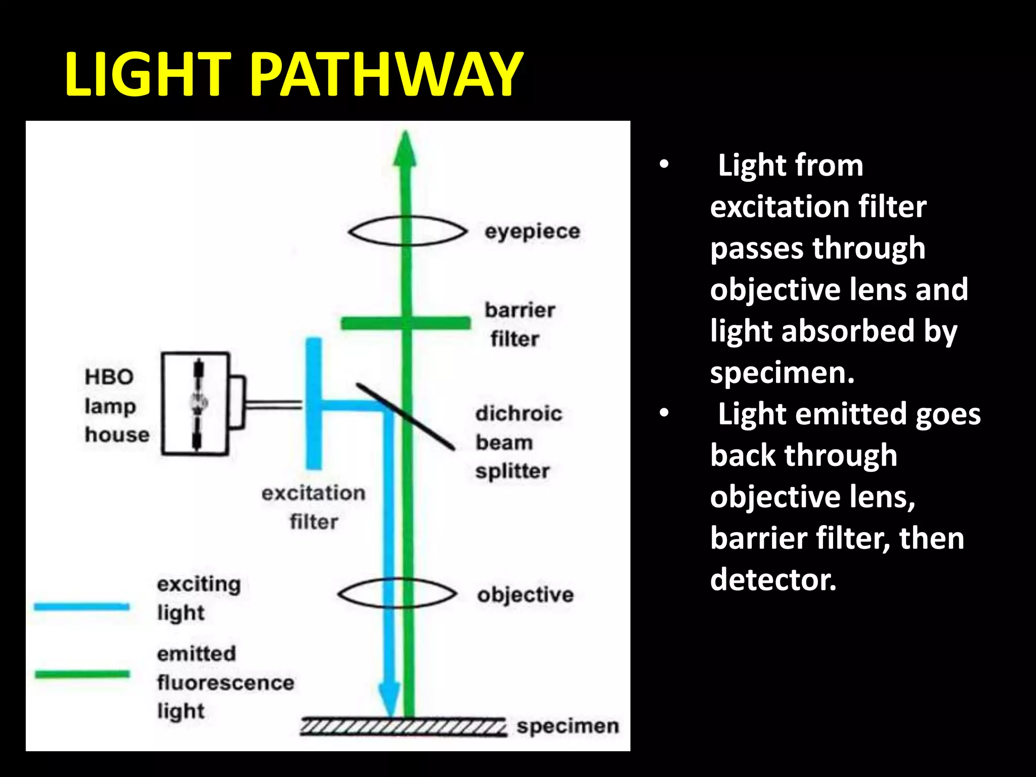 Confocal microscope presentation pt | PPTX