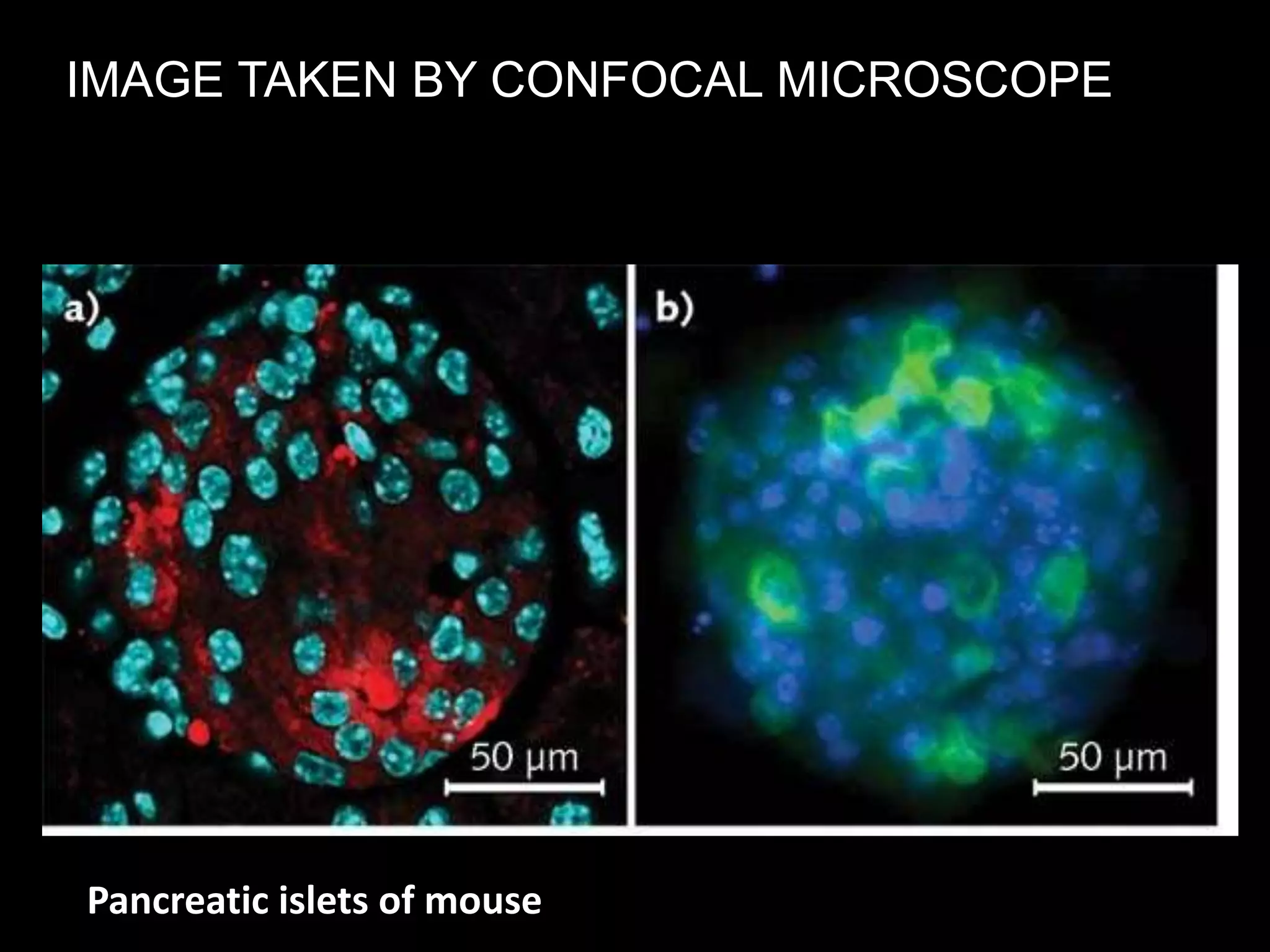 Confocal microscope presentation pt | PPTX