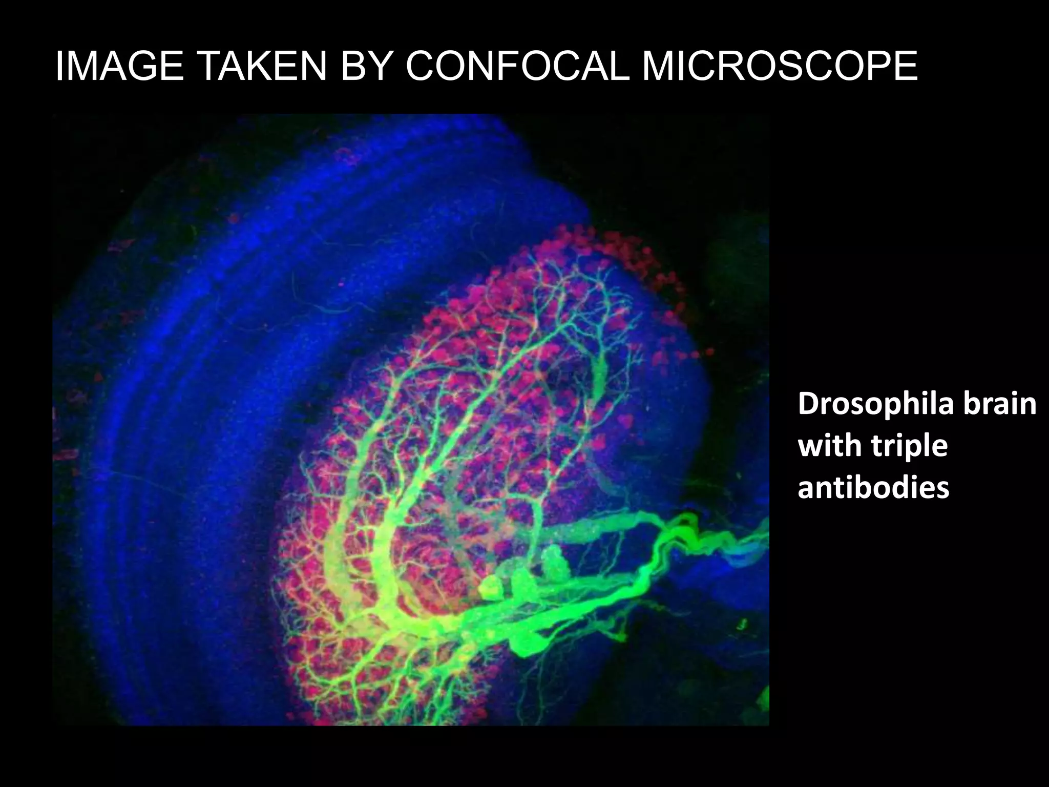 Confocal microscope presentation pt | PPTX