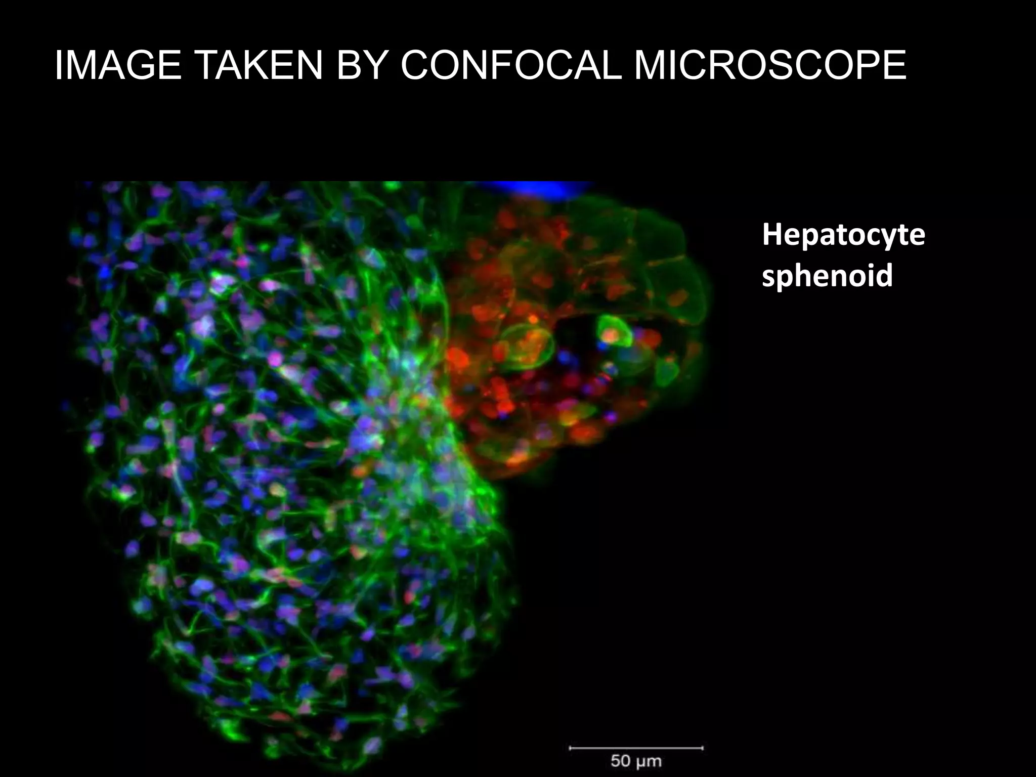 Confocal microscope presentation pt | PPTX