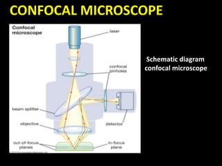 Confocal microscope presentation pt | PPTX
