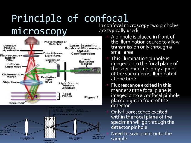 Confocal microscopy | PPTX | Photography | Arts and Crafts