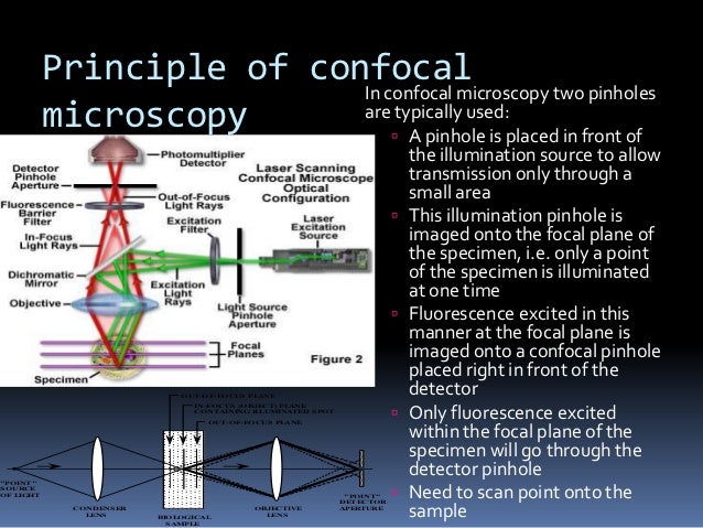 Confocal microscopy