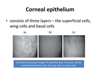 Confocal microscopy | PPTX