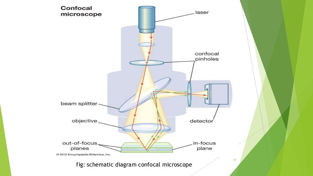Confocal microscopy