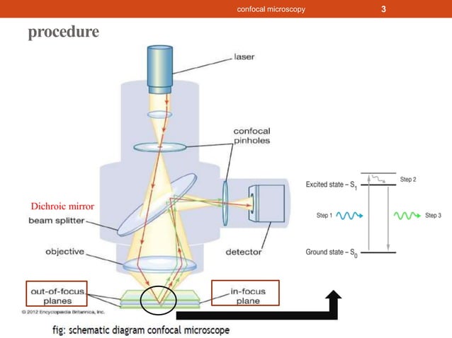 Confocal microscopy | PPT