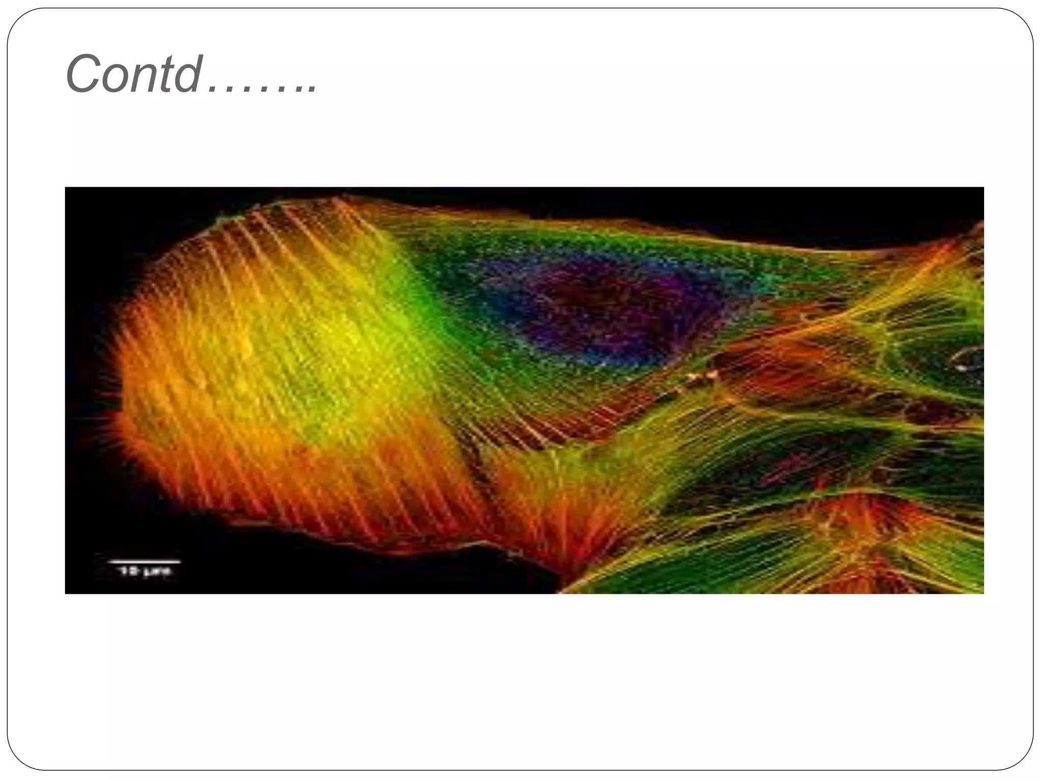 Confocal Microscopy Pptx
