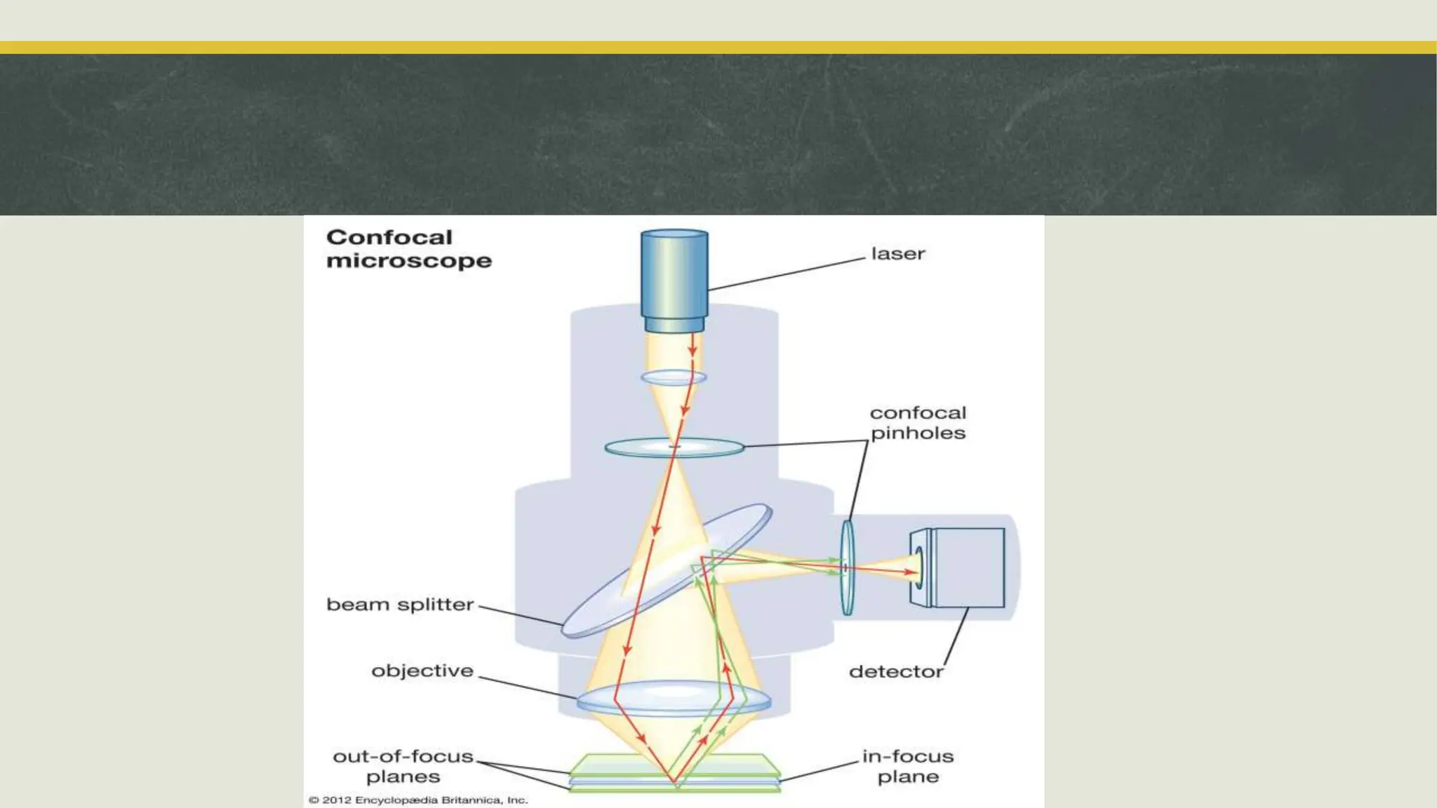 Confocal Microscopy.pptx MSC BIOTECHNOLOGY | PPT