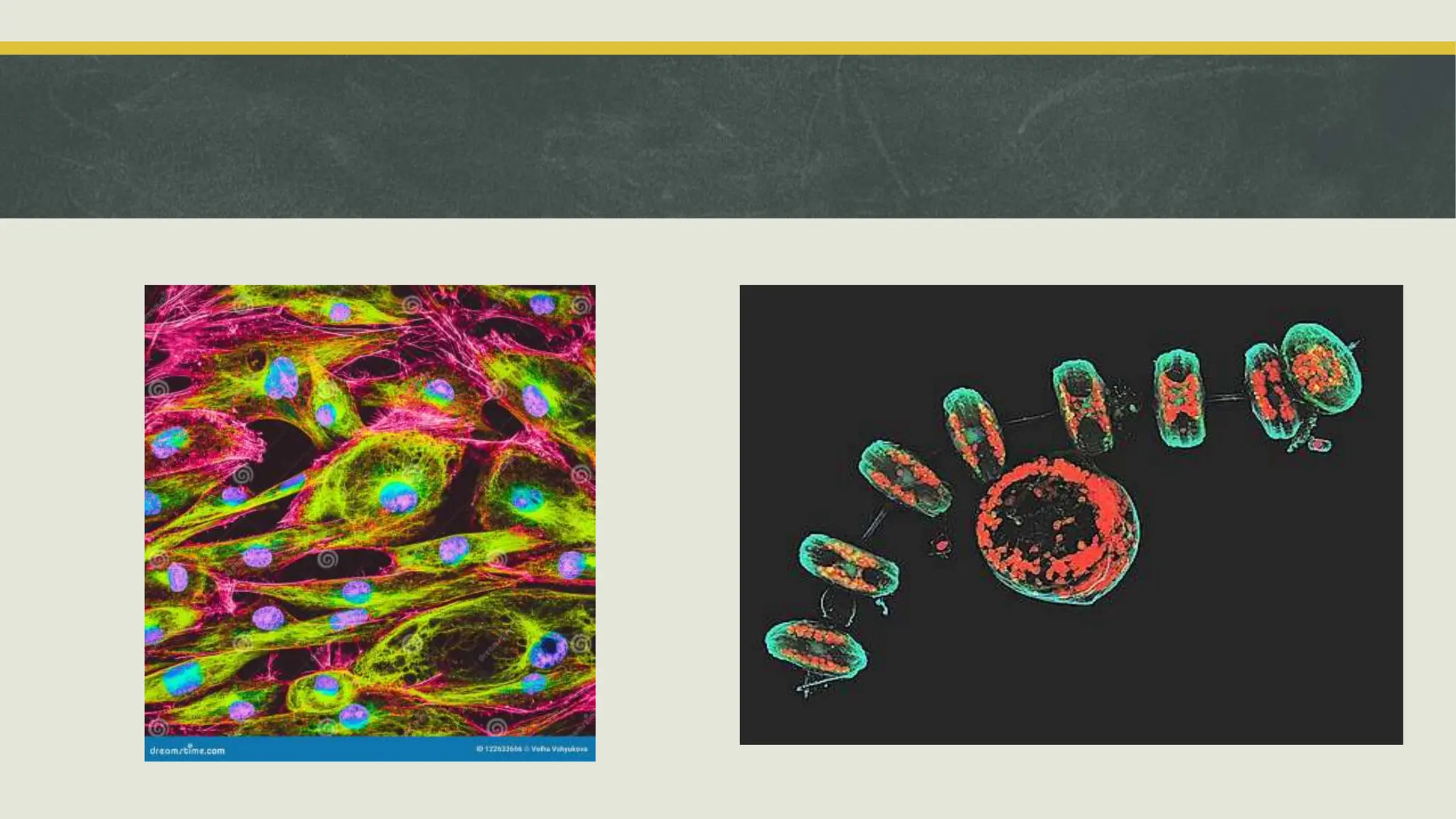 Confocal Microscopy.pptx MSC BIOTECHNOLOGY | PPT