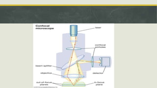 Confocal Microscopy.pptx MSC BIOTECHNOLOGY | PPTX