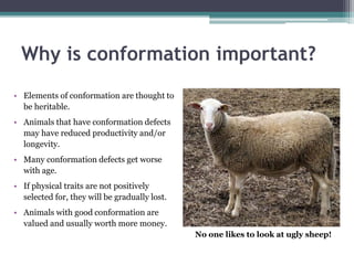 Conformation 101 | PPTX