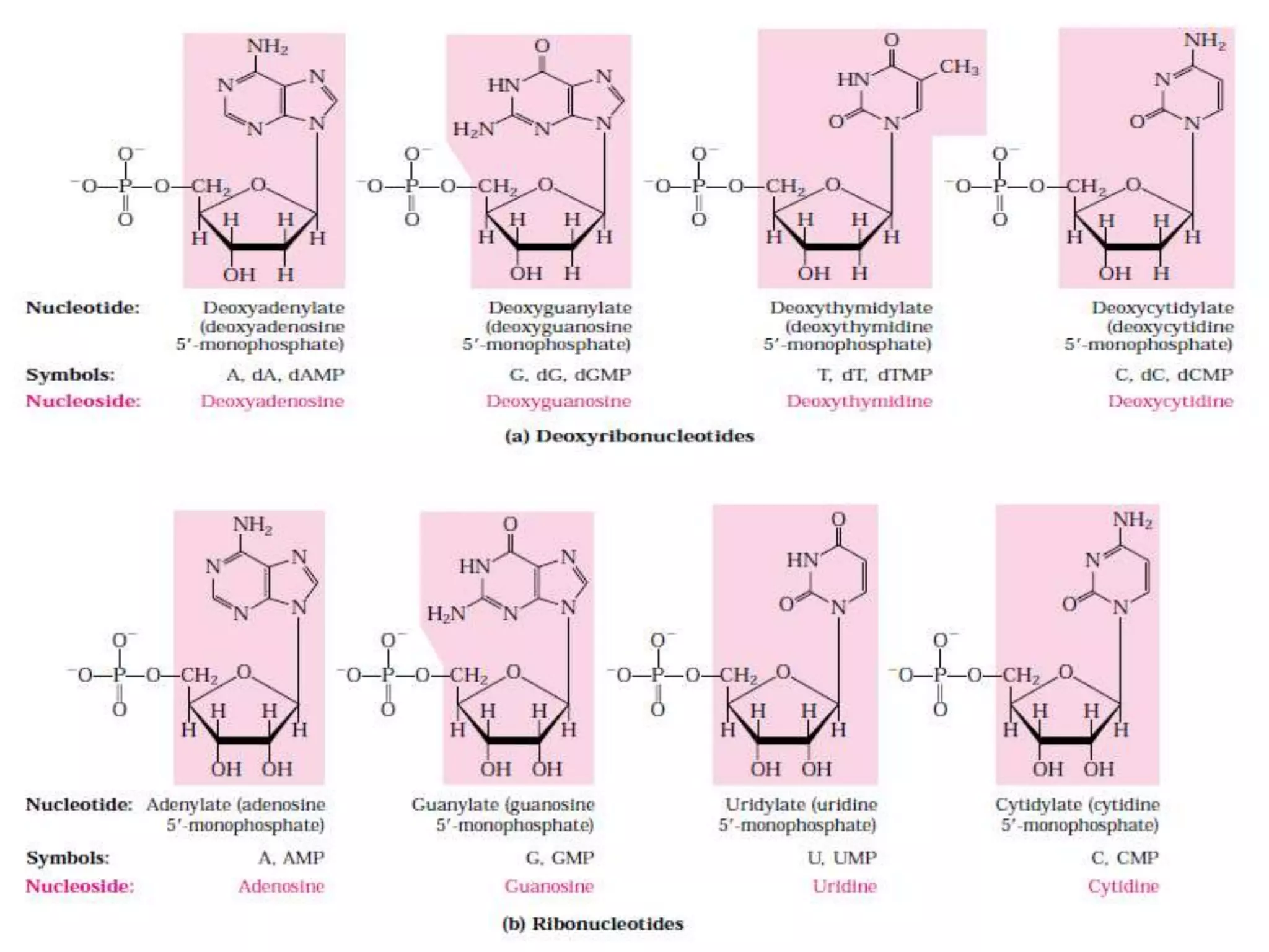 Conformational properties of polysaccharide and polynucleotide | PPTX