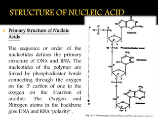 Structure Of Polynucleotide