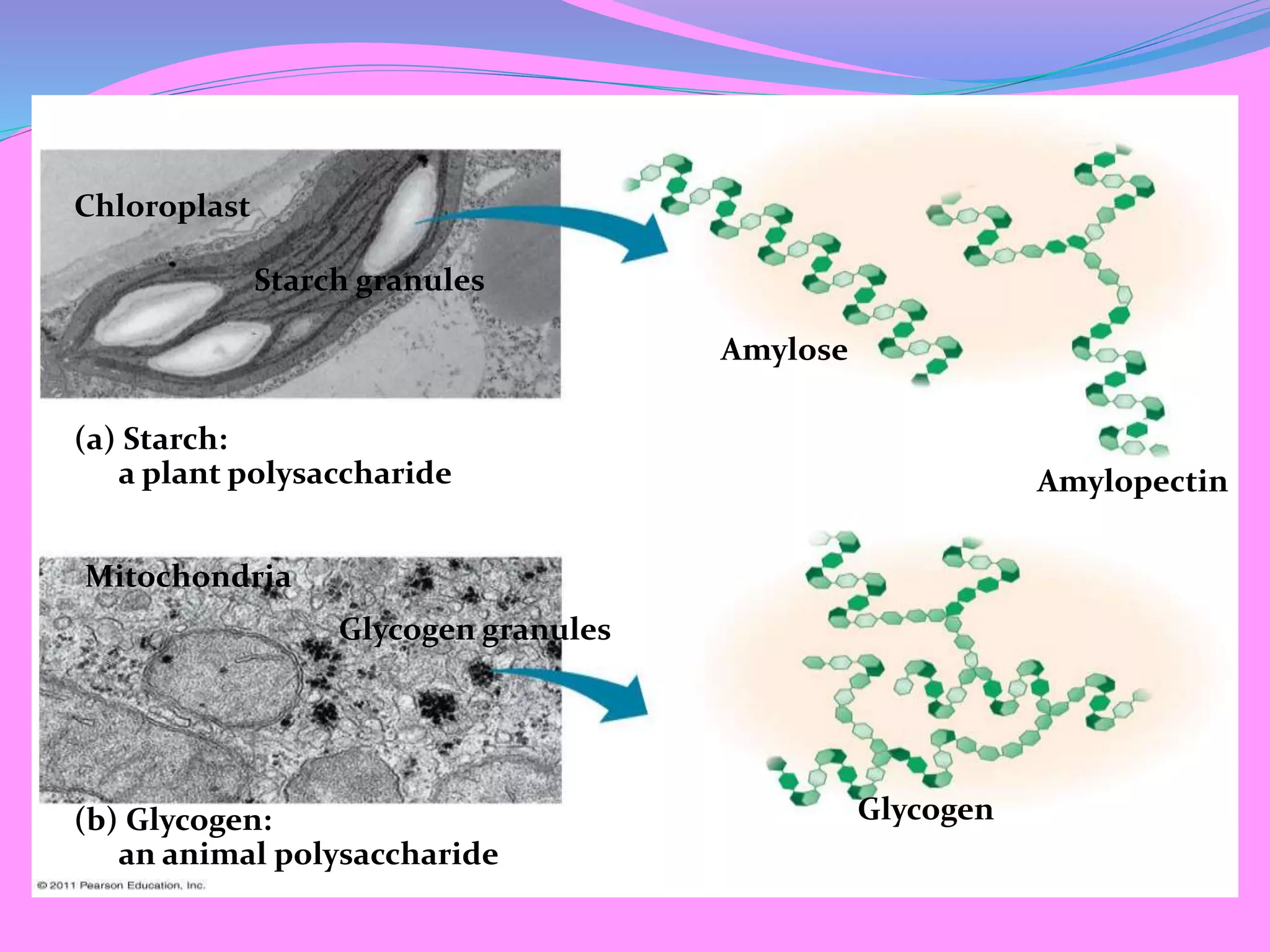 Conformational properties of polysaccharides | PPTX