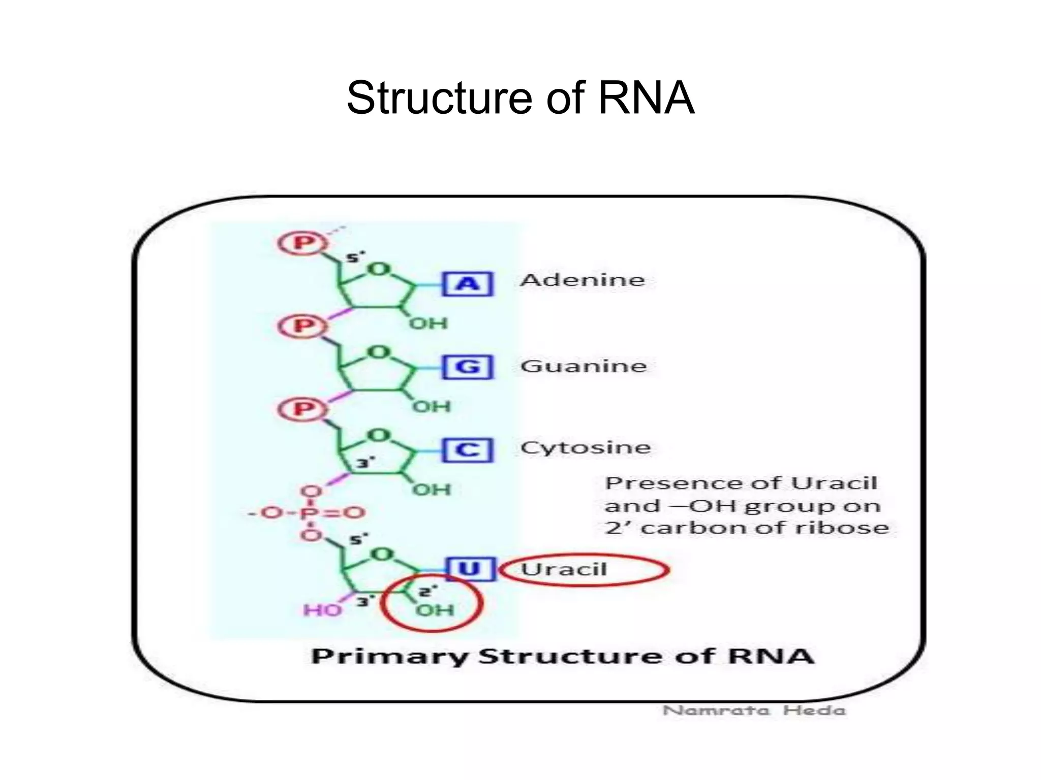Conformational study of polynucleotide | PPT
