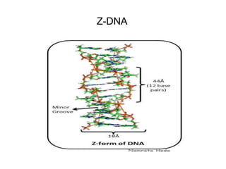 Conformational study of polynucleotide | PPT