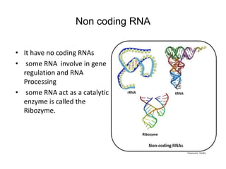 Conformational study of polynucleotide | PPT