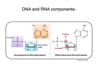 Conformational study of polynucleotide | PPT